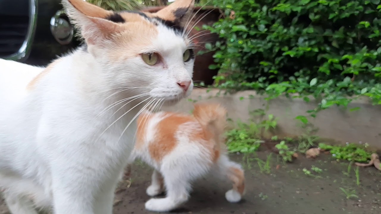 Trio Kucing Depok - Yuk main di luar pagar - YouTube
