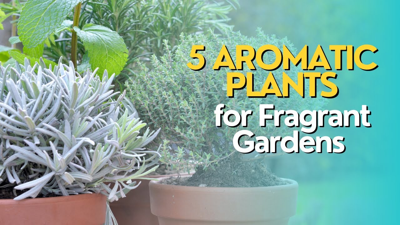 Top 5 Aromatic Plants for Fragrant Gardens - YouTube