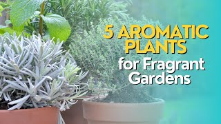 Top 5 Aromatic Plants for Fragrant Gardens
