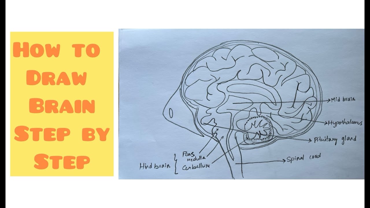 How to Draw Brain easy step by step - YouTube