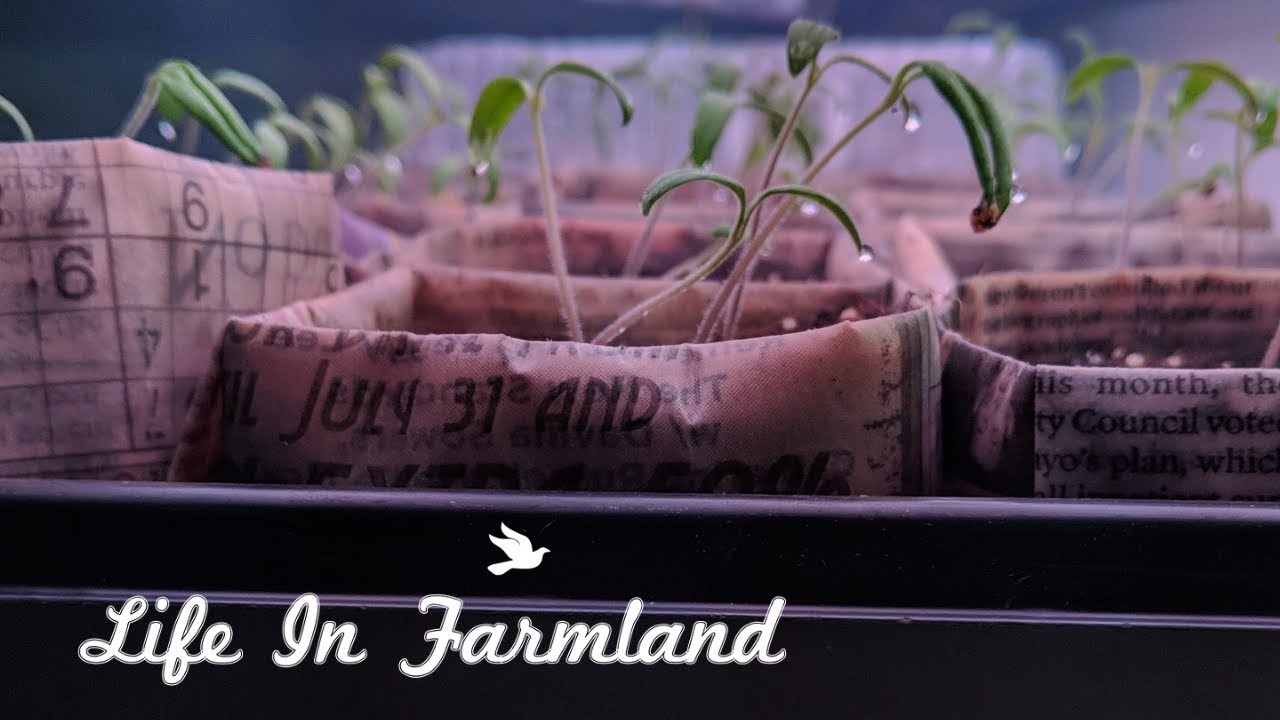 How To Make The Coolest Seed Pots - YouTube