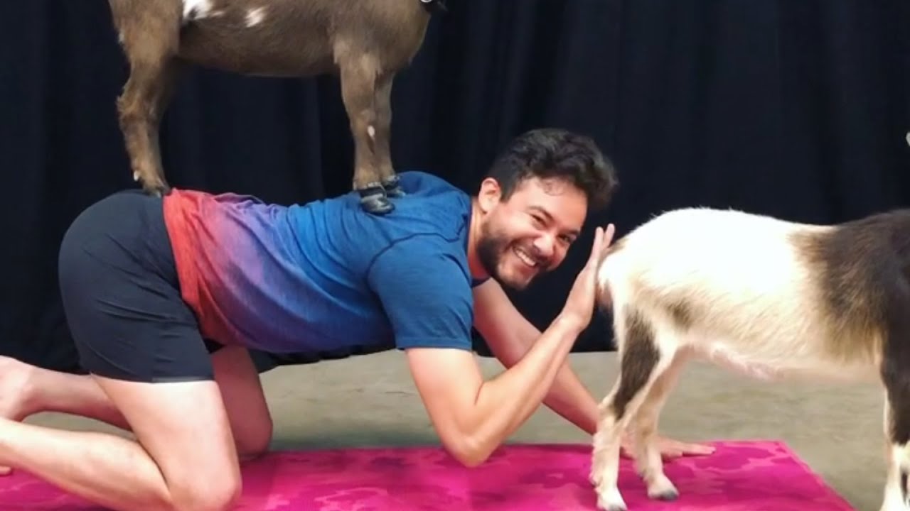 Guy Regrets Goat Yoga 🐐 - YouTube