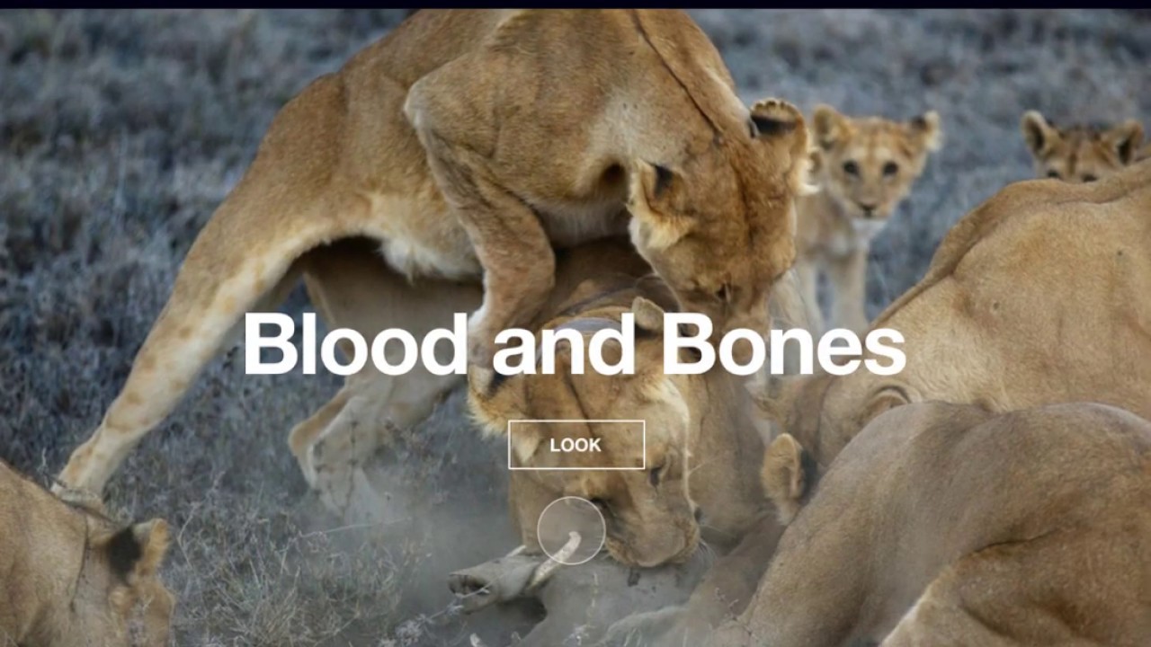 The Serengeti Lion Project - YouTube