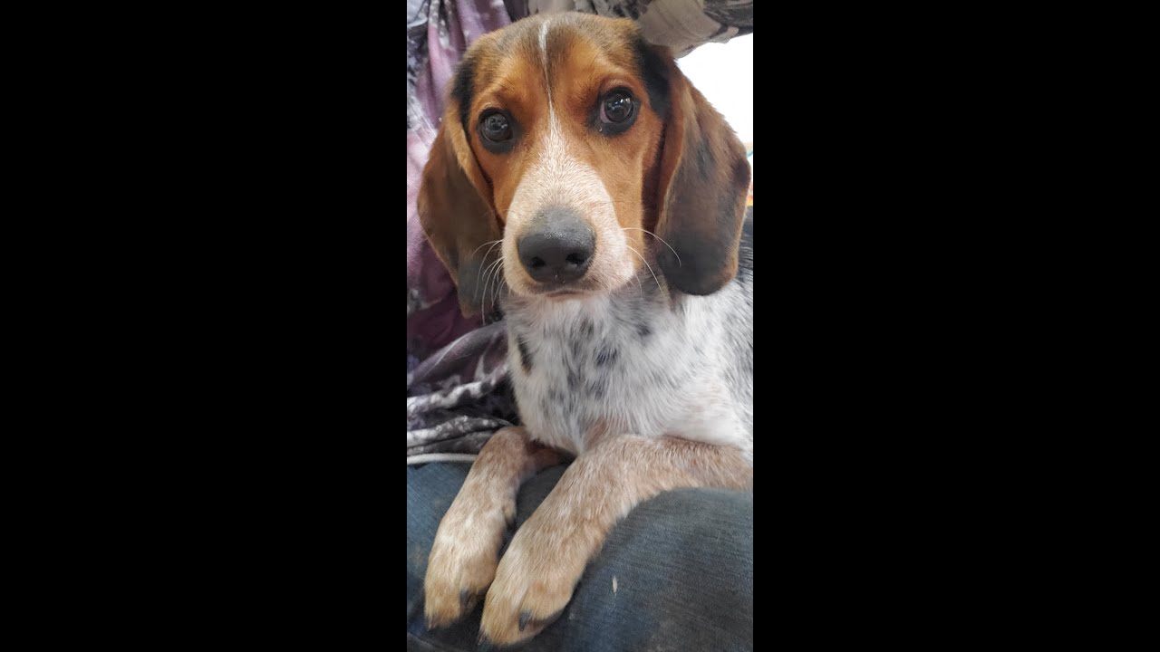 Available BEAGLE BOYS! Freckles Tricolor chip 250 and Macy's Bluetick ...