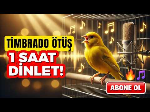 Timbrado Kanarya Ötüş Eğitimi | 30 Dk. Kesintisiz Öttüren Ses! 🎧