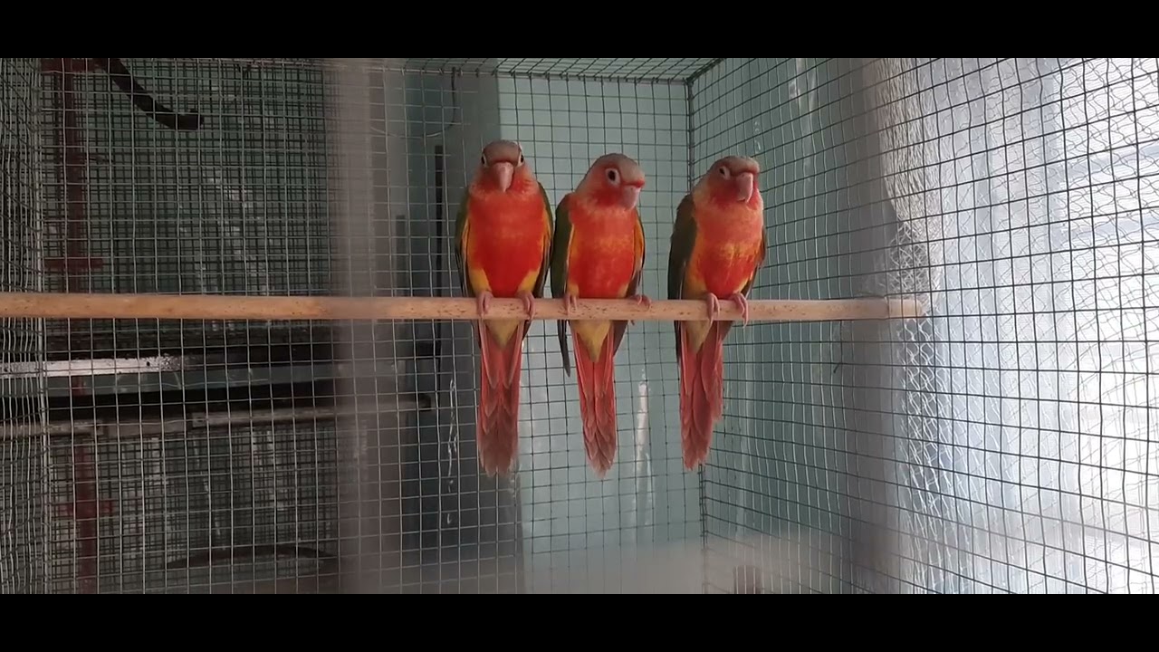Pineapple conure hyper red 😋 - YouTube