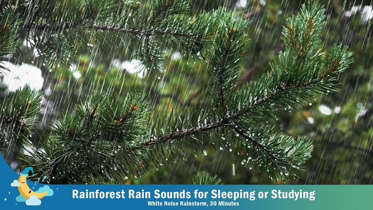 Rainforest Rain Sounds for Sleeping or Studying, White Noise Rainstorm ...