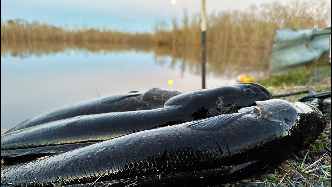 Eastern Shore SLAM: Snakehead, Bass, and SLAB Crappie Fishing; March ...