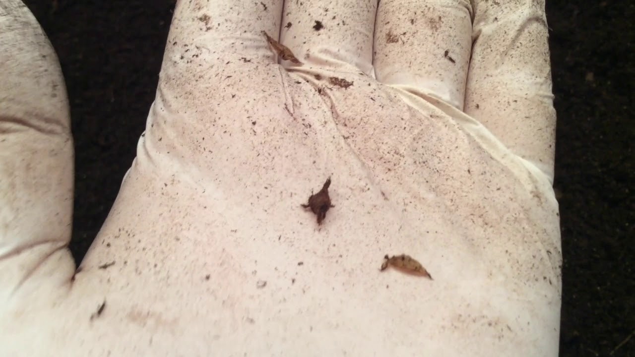 New Bin - African Night Crawler Cocoons - Ep 1 & 2 - YouTube