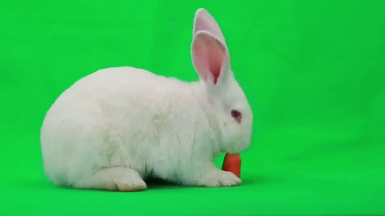 Rabbit with carrot on green screen - YouTube