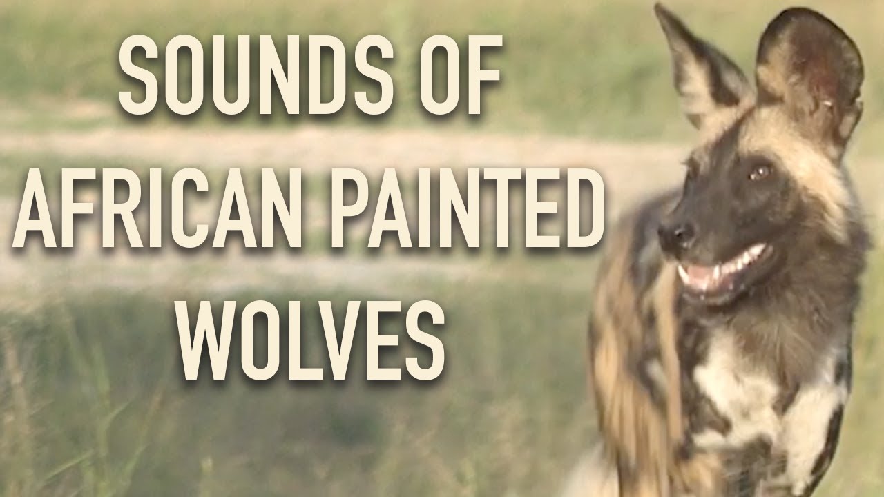 Ep. 19: Sounds of African Painted Wolves | ROAM with Xtina Parks - YouTube
