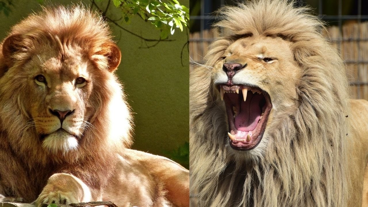 lion - part of the lion pride - dean schneider living with lions - YouTube