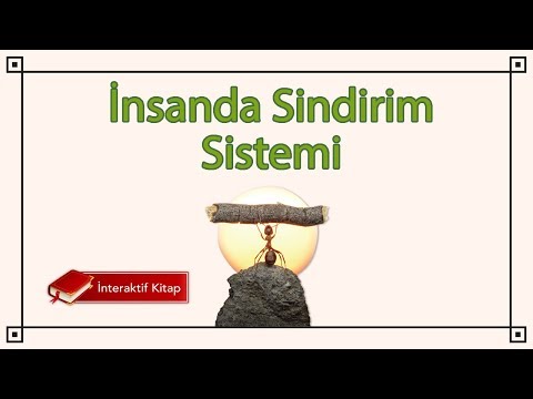 AYT Biyoloji | İnsanda Sindirim Sistemi #sayfa62