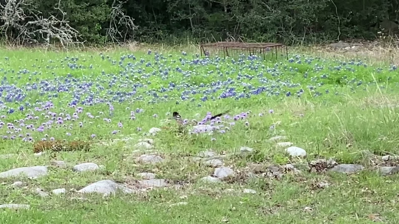 Roadrunner Meal Time & Hummingbird - YouTube