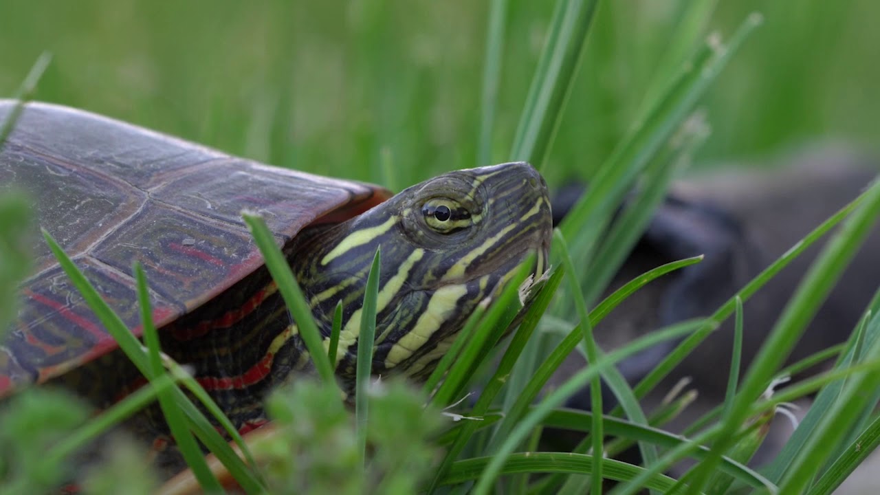 Turtle Nesting - YouTube