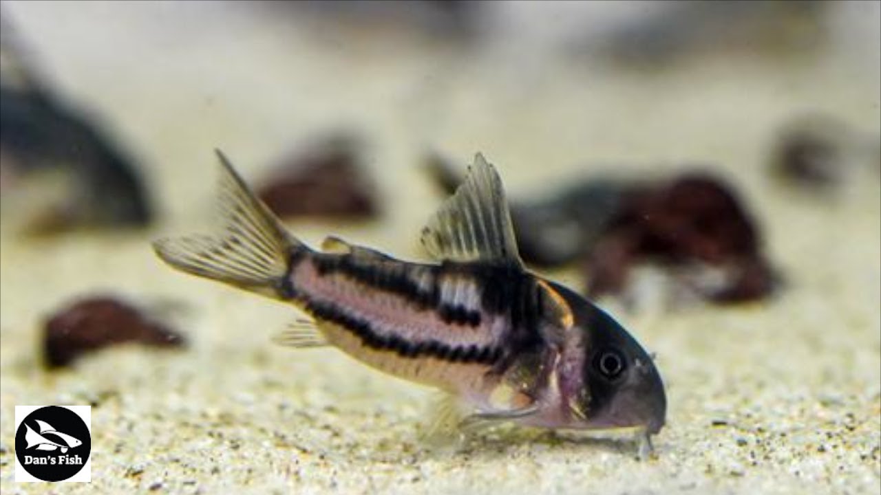 Ultimate Corydoras Aquarium w/bonus Plecos! - YouTube