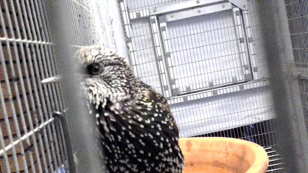 Bob - The Starling Talker - YouTube