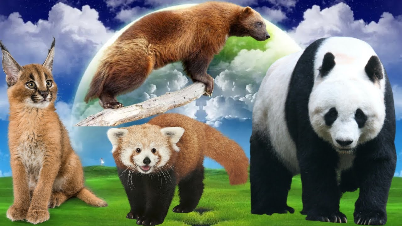 Wildlife World Moments | Panda Red panda Wolverine Lynx Wildlife World ...