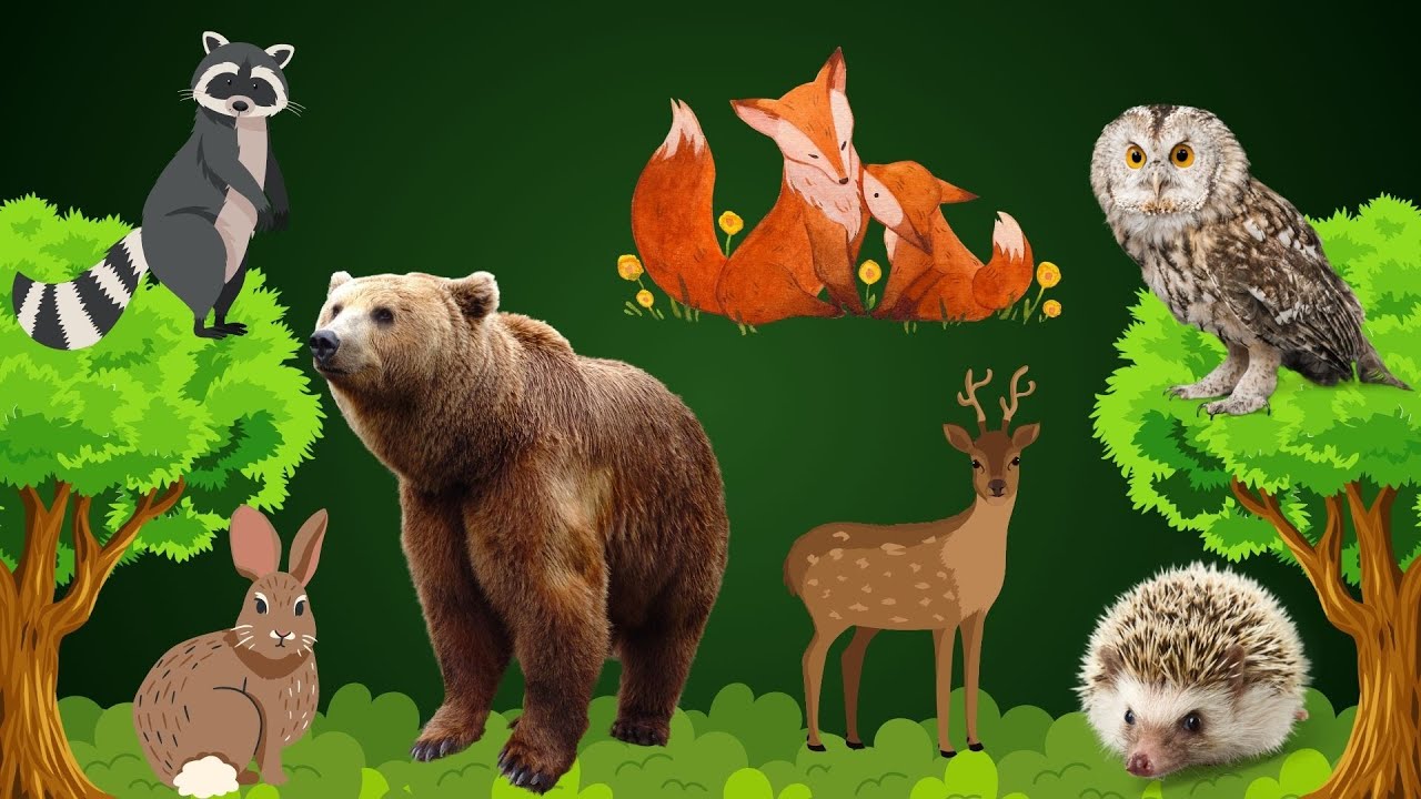 Learn Cute Forest Animals – Bear, Deer, Hedgehog, Fox, Owl, Rabbit ...