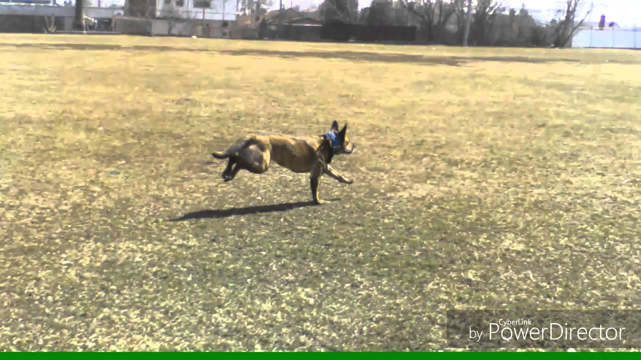 Slow motion dog! - YouTube