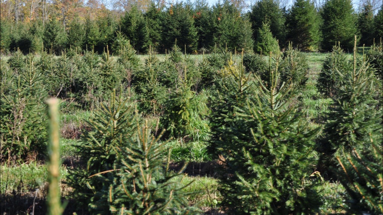 Norway Spruce Trees WE are Growing at Highland Hill Farm , - YouTube