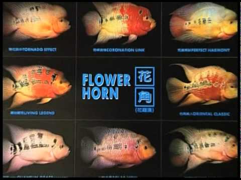 Flower Horn Fish - YouTube