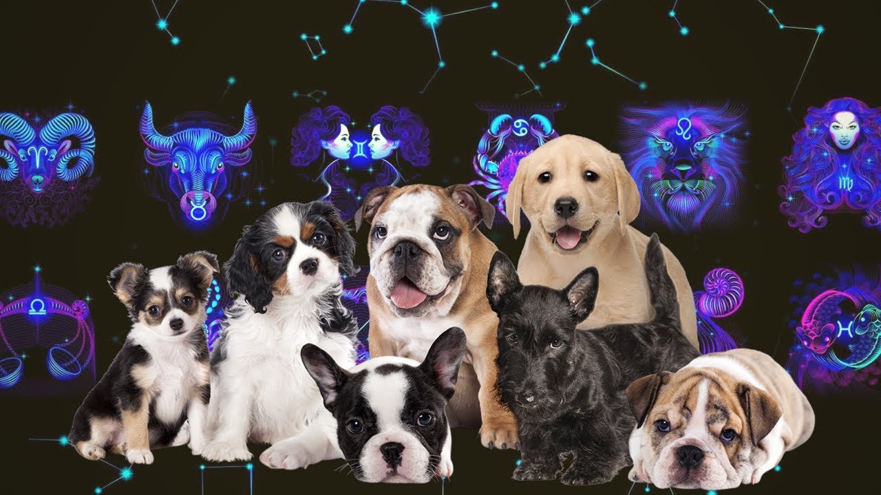 Zodiac Signs as Dog Breeds - YouTube
