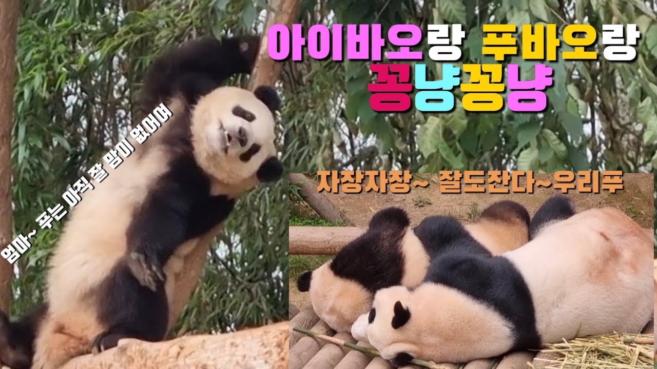 바오패밀리vlog 엄마랑푸랑꽁냥꽁냥 L 자장자장우리푸~ 엄마저는잠이아직안와요 요가판다푸바옹유연하기가말도못해요 항상행복해라바오가족 Youtube