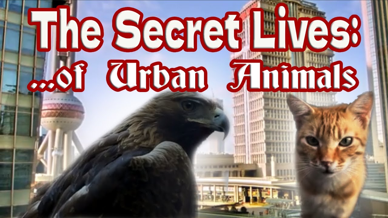 The Secret Lives of Urban Animals - YouTube