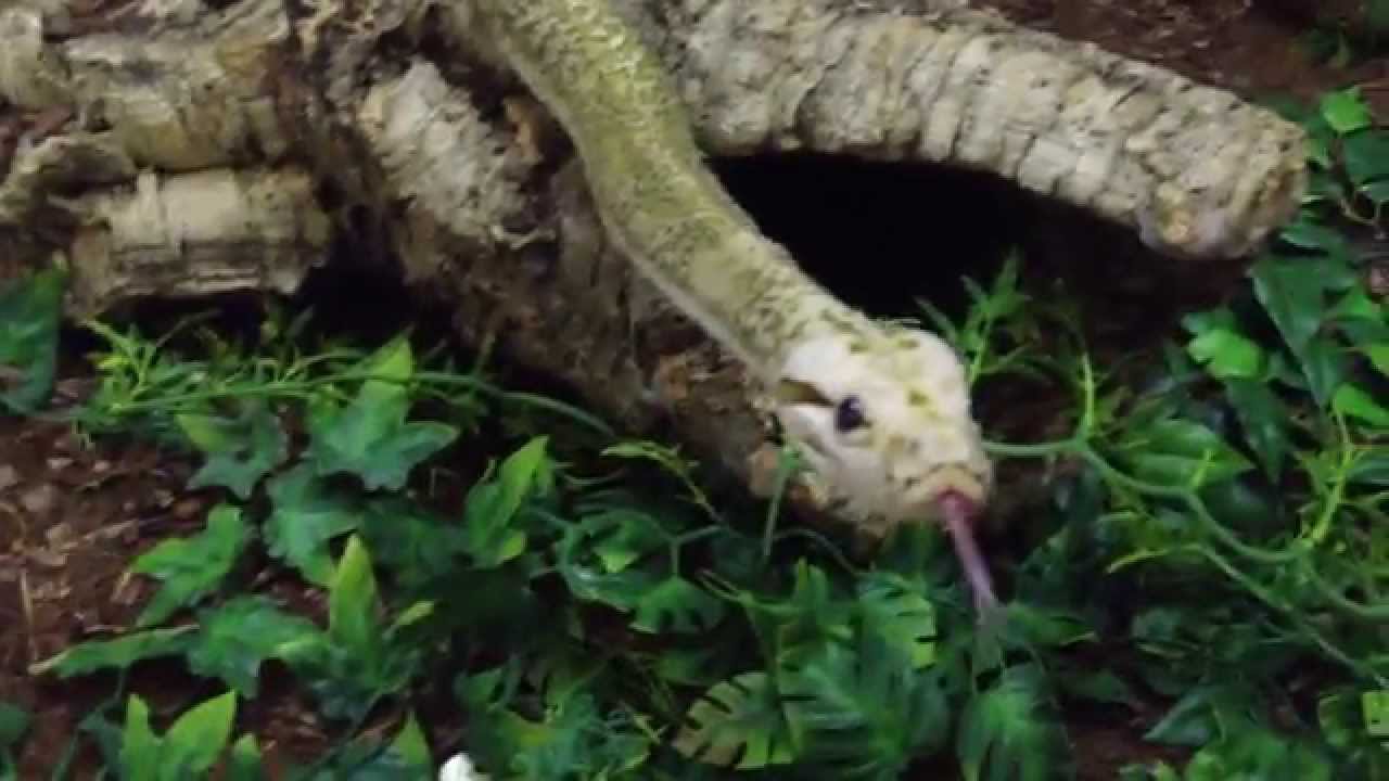 Begehbares Tigerpython Terrarium / Walkable Burmese Python Tank - YouTube