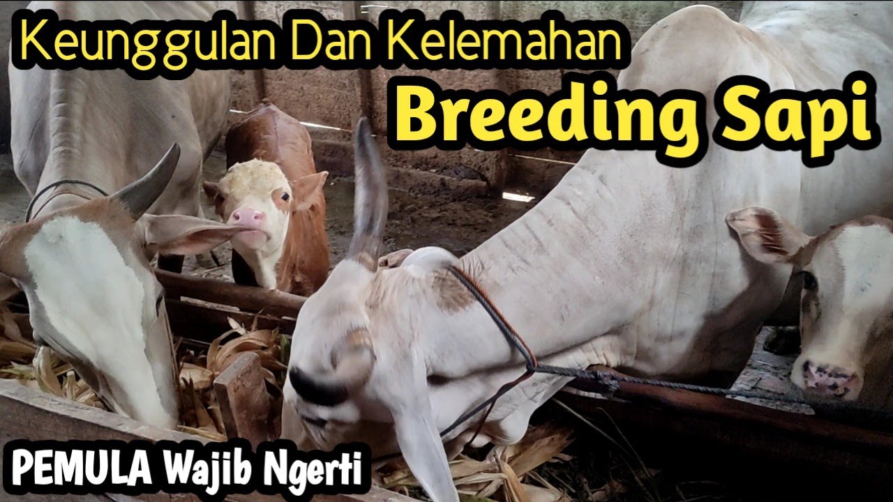 KEUNGGULAN DAN KELEMAHAN BREEDING SAPI‼️PETERNAK PEMULA WAJIB NONTON ...