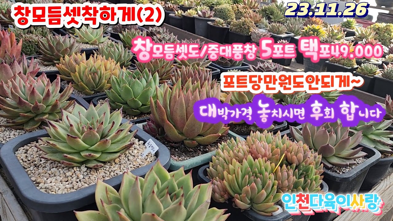 다육이사랑4창모듬셋오늘도 파격가중대품5포트택포49000빠른찜해주세요달달묵어진 넘이쁜 아가들득템하세요 Youtube
