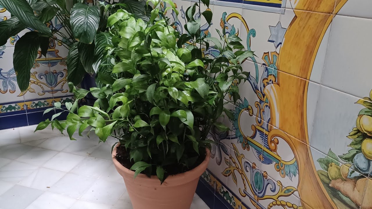 Ruscus hypoglossum, aureola, laurel de Alejandría - Las plantas de ...