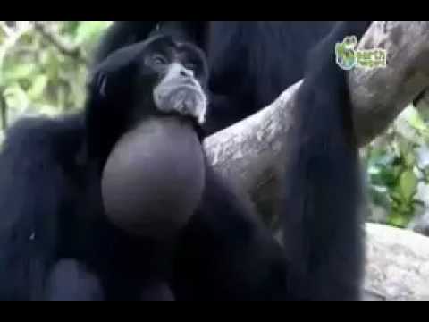 Semed montin çox gülməli