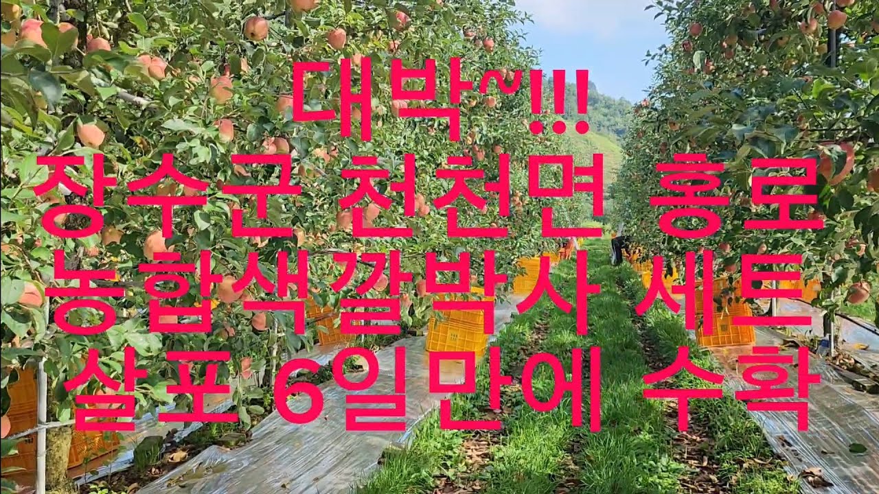 장수군천천면홍로농합색깔박사세트살포6일만에수확 손범규농합농법 농합면역플러스세트1회관주 농합색깔박사세트1회엽면시비 살포3