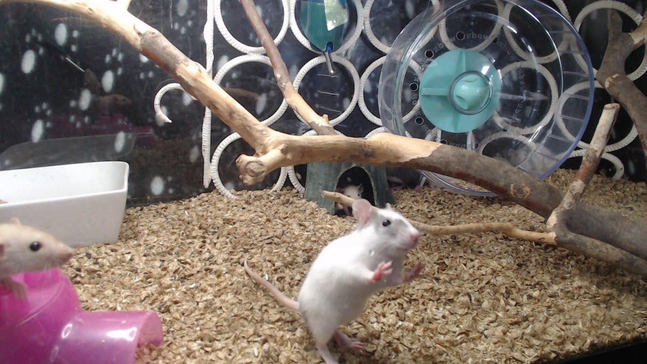 Atlantis Critter Cam #297 Baby Rats: Dumbo, Marten, Dwarf, Dalmatian ...