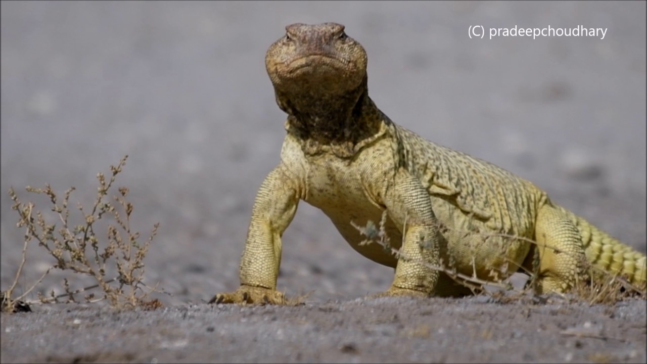 Golden Yellow Egyptian Spiny Tail Lizard (Uromastyx) - YouTube