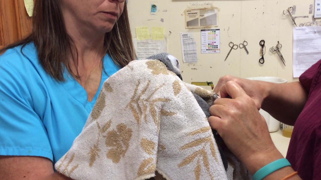 Bird Restraint 4 Nail Trim 2 - YouTube