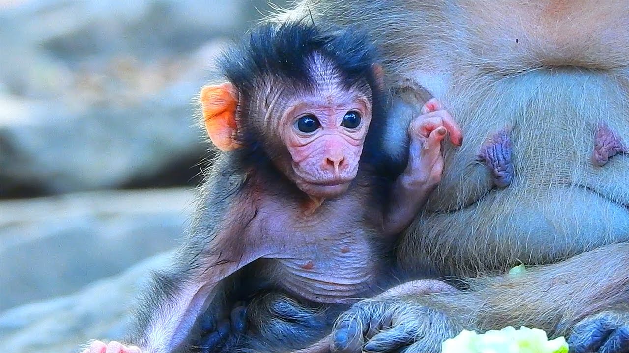 Monkey JING Has Just Given Birth | Her Newborn So Cute | Animal ...