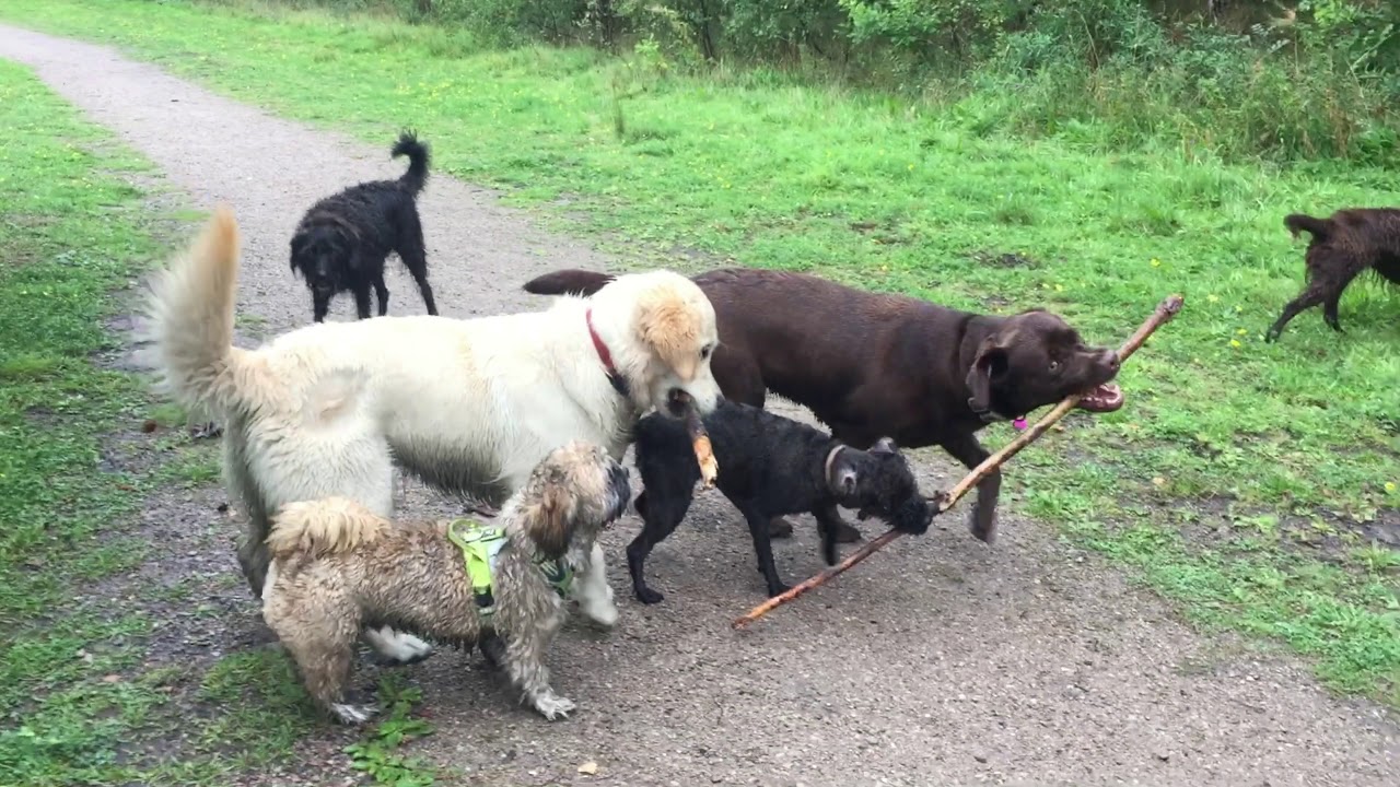 Pack Walk #1 - YouTube