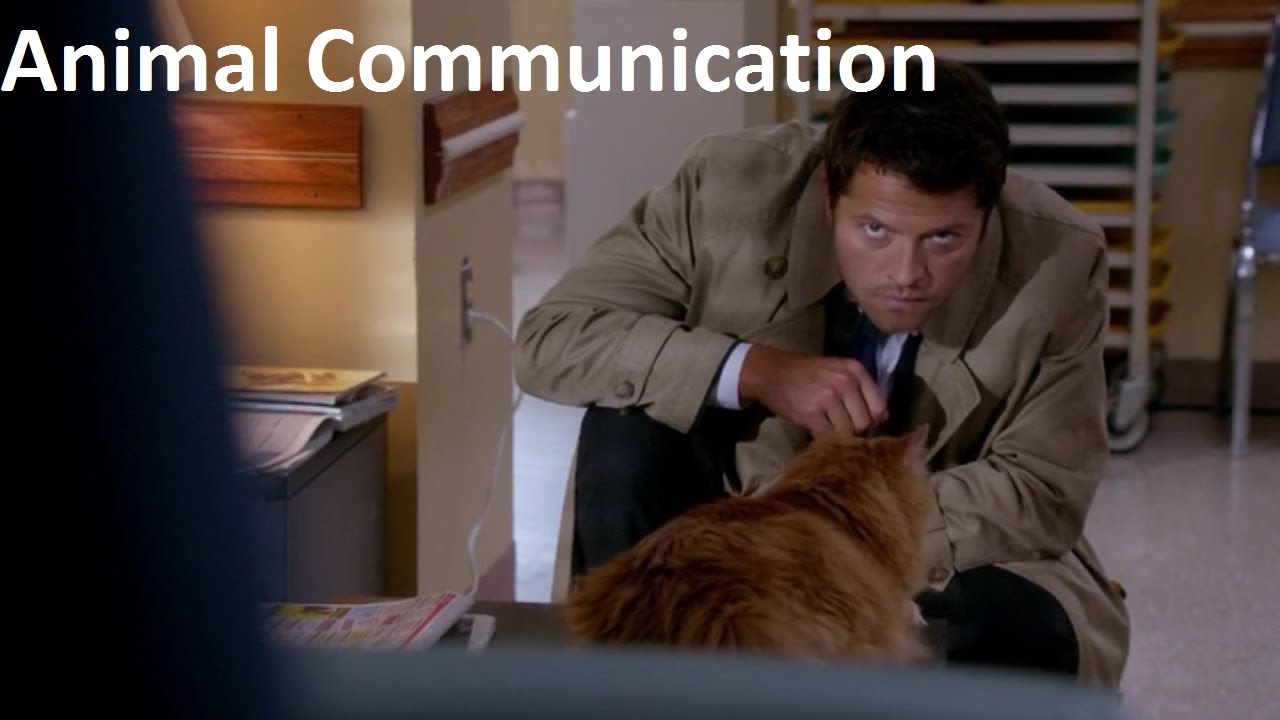 Supernatural Powers Animal Communication - YouTube