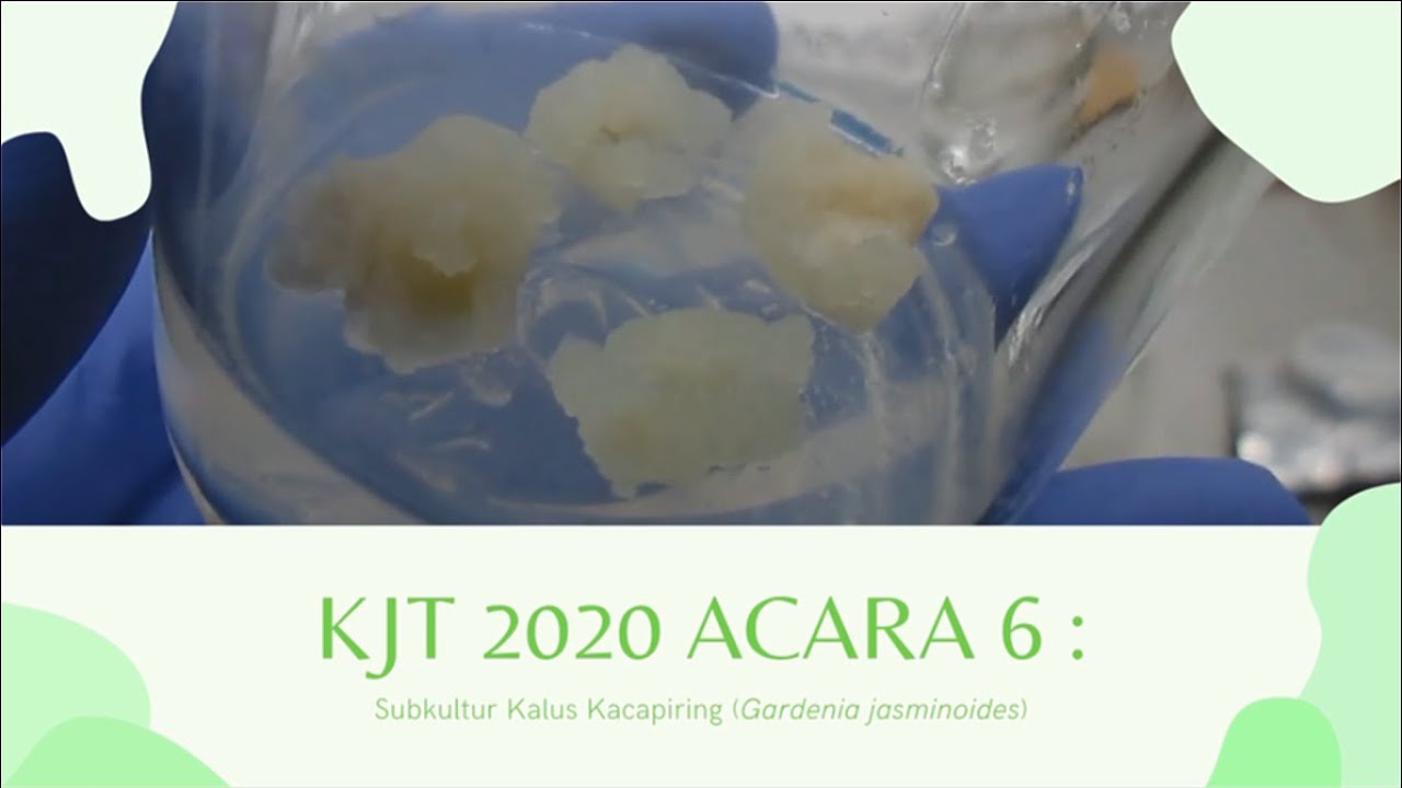 Acara 6 KJT 2020 - Subkultur Kalus Kacapiring (Gardenia jasminoides ...