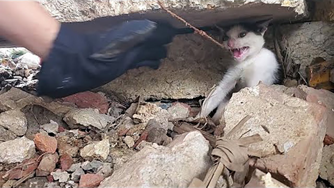 The cat with the rope around its neck panics when it meets a stranger ...