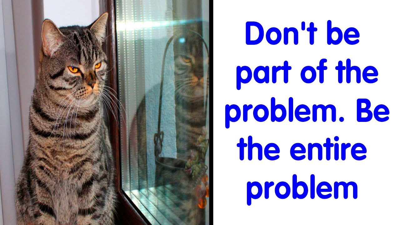 Hilarious and Relatable Cat Memes from This Must-Follow IG Page - Funny ...