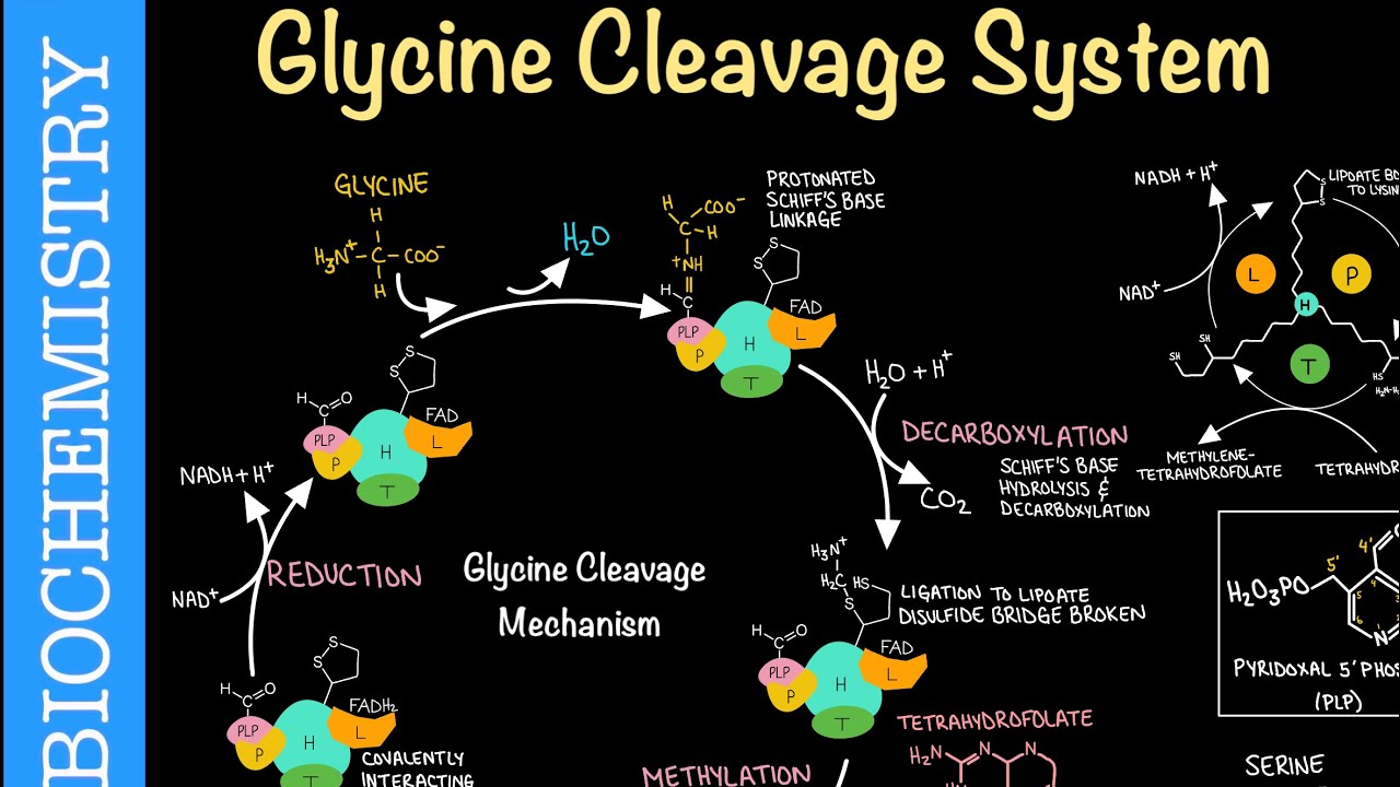 Glycine Cleavage System / Glycine Decarboxylase Complex (Glycine ...