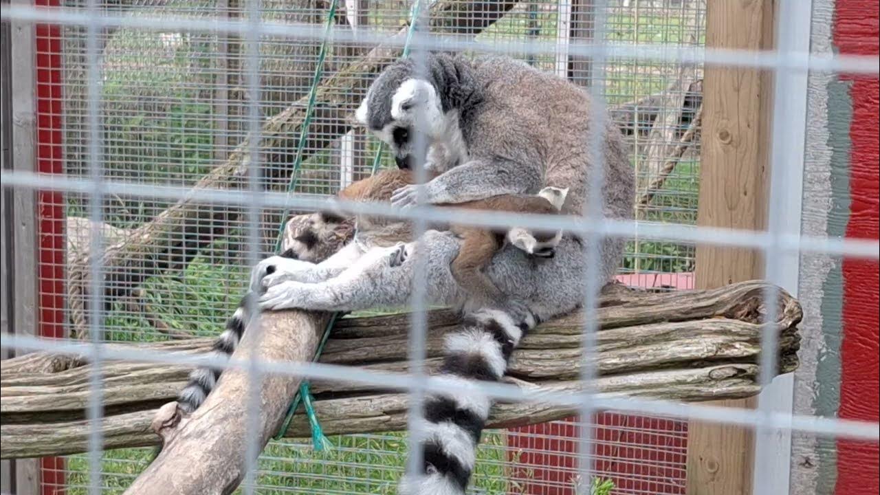 Oshawa Zoo and Fun Farm, Ontario - 奧沙瓦動物園 - Ring-tailed Lemurs 狐猴 - YouTube