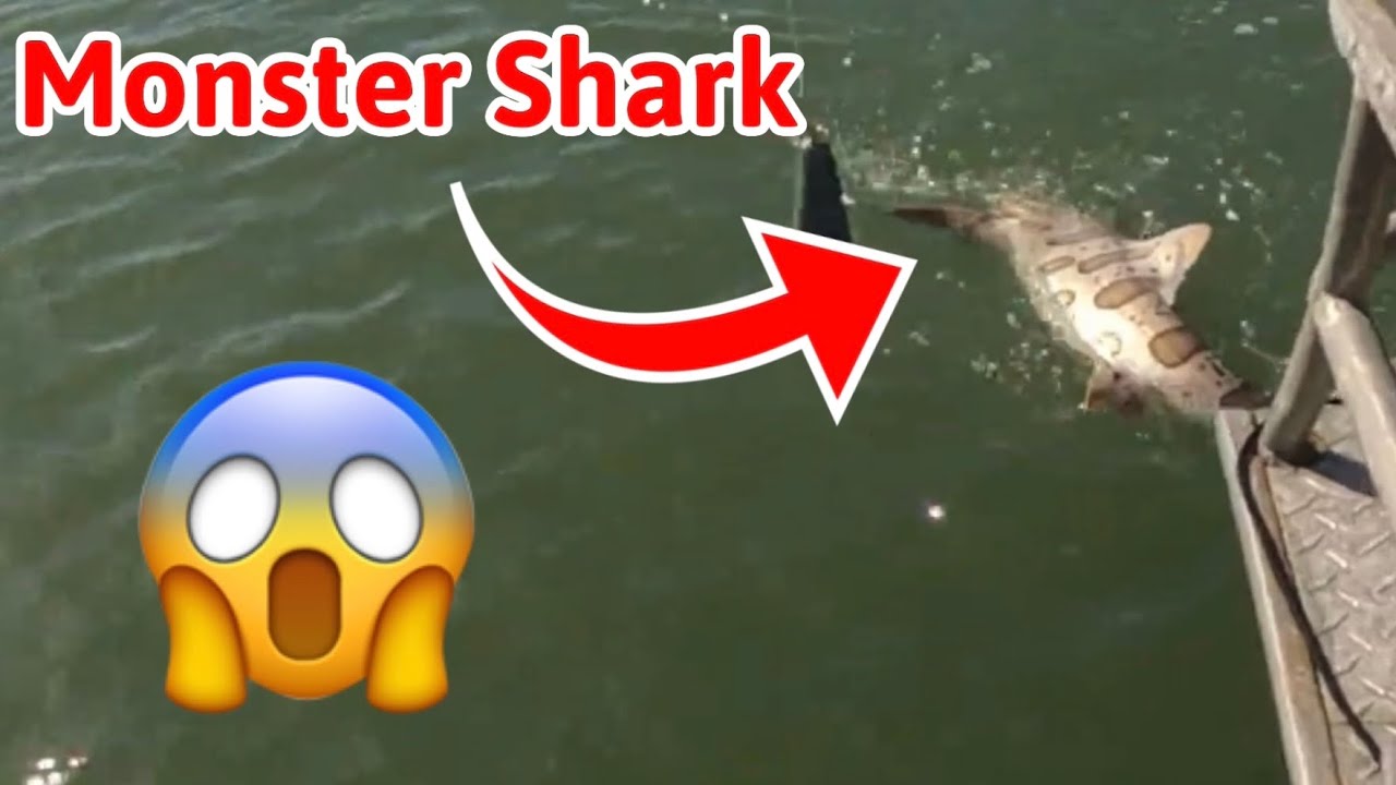 MONSTER SHARK CAUGHT SAN FRANCISCO BAY - YouTube