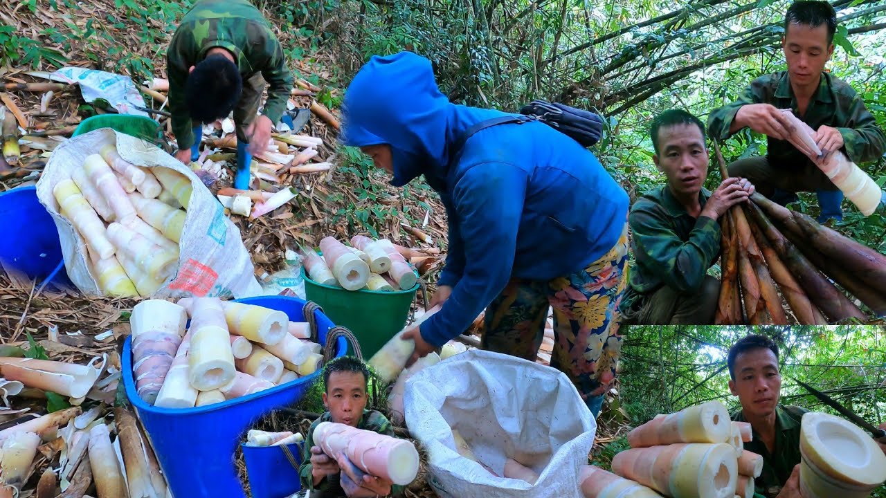 "The wife and I went to pick bamboo shoots" | Poj Niam Wb Lov Ntsuag ...