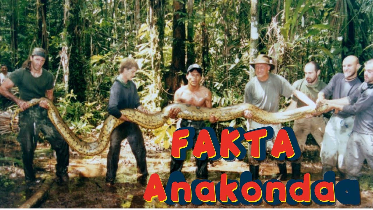 fakta Om Anakonda- Anakonda största tyngsta orm- fakta om Djur - YouTube