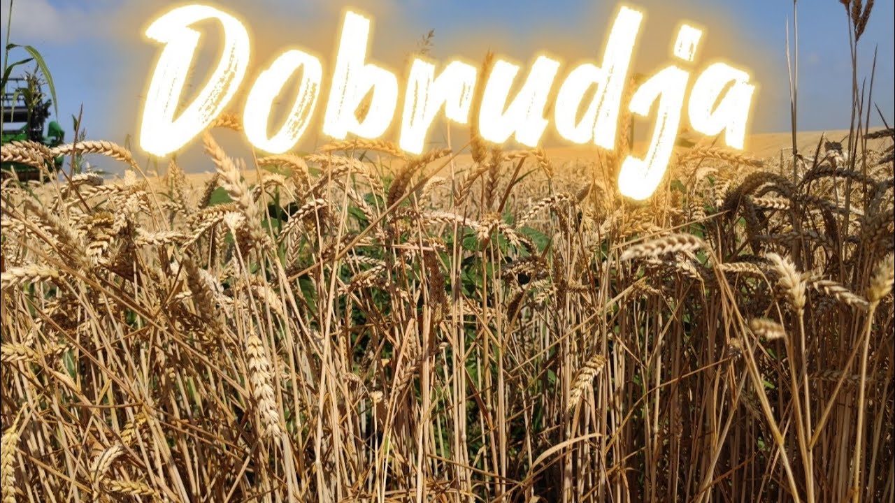 Harvest in Dobrudja | Popina | Жътва в Добруджа | Bulgaria - YouTube